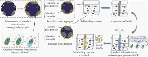 增强再生骨料固载混菌的混凝土裂缝自修复性能