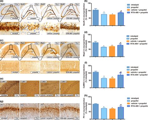Comparison Of Neun Map2 Camkii And Pv Immunostaining In The Download Scientific Diagram