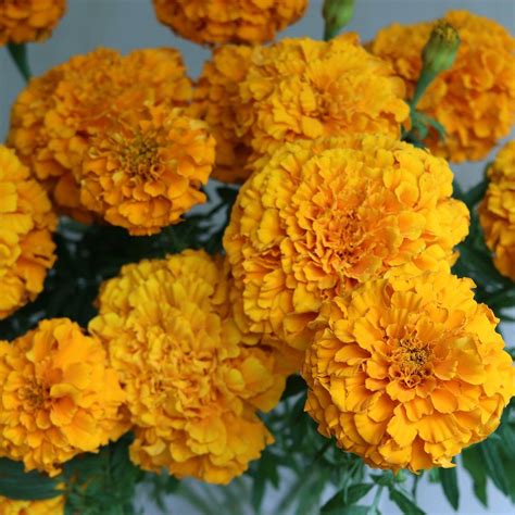 서현역꽃집 플라워갤러리 오늘의꽃 Around The Worlds Gallery Flowers Plants Instagram Roof Rack Plant