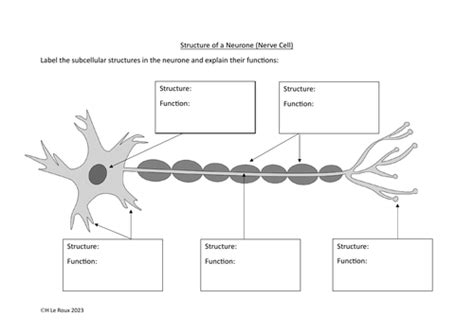 Structure Of A Neurone Gcse Biology Teaching Resources