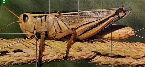Grasshopper Anatomy Diagram Quizlet