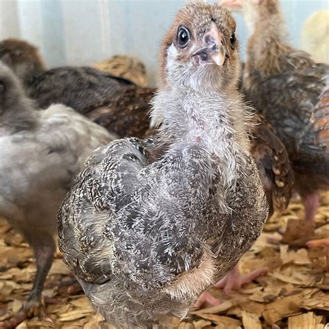 Three Week Old Rare Breed Pullet Chicks Jan 24 Batch Seabreeze Hens