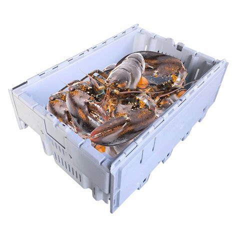 Durable Plastic Lobster Crates For Safe Seafood Transport
