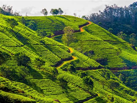 Tea Plantations In Nuwara Eliya Sri Lanka Stock Image Image Of Flora