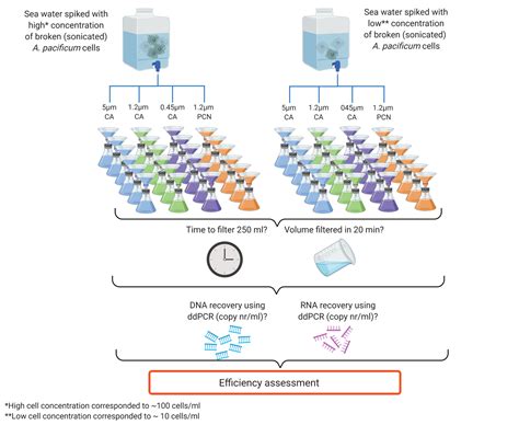 Experimental Insights On Effective Ednaerna Capture From Seawater Samples Marine Biosecurity