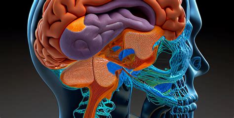 Pituitary Gland Central To All Your Hormones Muscle Growth Expert