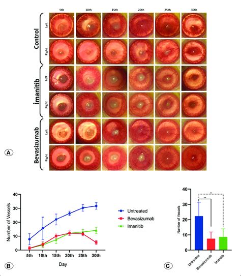 Corneal Angiogenesis Assay On Rats A Vessel Formation In Response To