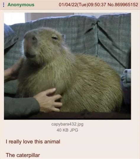 Capybara Memes 39 Memes From The Friendliest Rodent