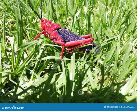 Red Grasshopper On Grass Stock Image Image Of Grasshopper 135545351