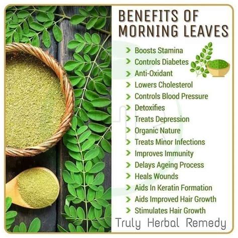 Moringa Leaves Medicinal Benefits Moringa Malunggay Leaves Was Once