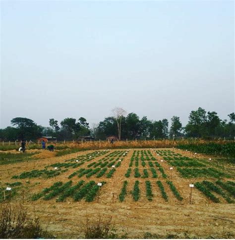 sunil ghimire on linkedin its my research plot mungbean vigna radiata