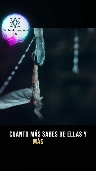 AsÍ Es El Gusano De Luz 🐛💡 Youtube