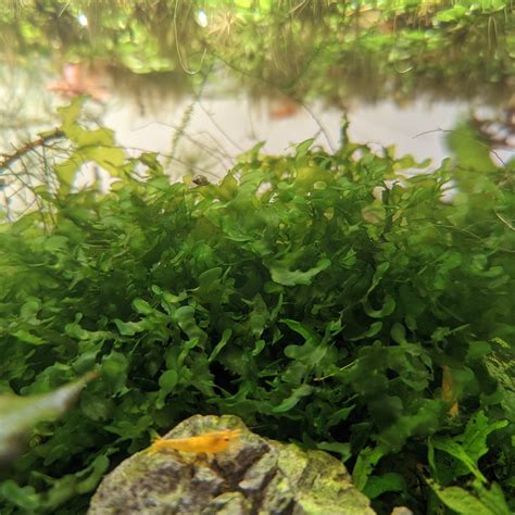 Subwassertang Live Rare Aquarium Moss Windy City Aquariums