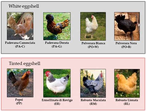 Broiler Breeds