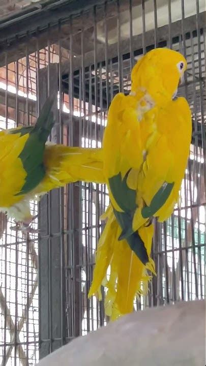 Golden Conure Breeder Pair Available Mb Birds Farm Youtube