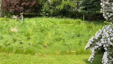 Using Sustainable Landscaping As A Better Alternative To “no Mow May