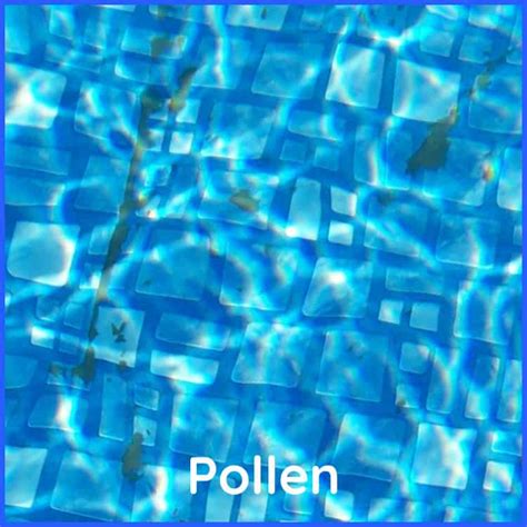 What Is Yellow Mustard Algae At Tracy Swiderski Blog