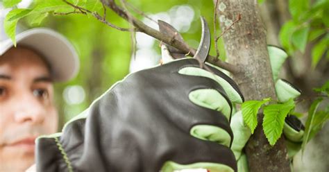 Differences Between Tree Trimming Pruning Unveiled