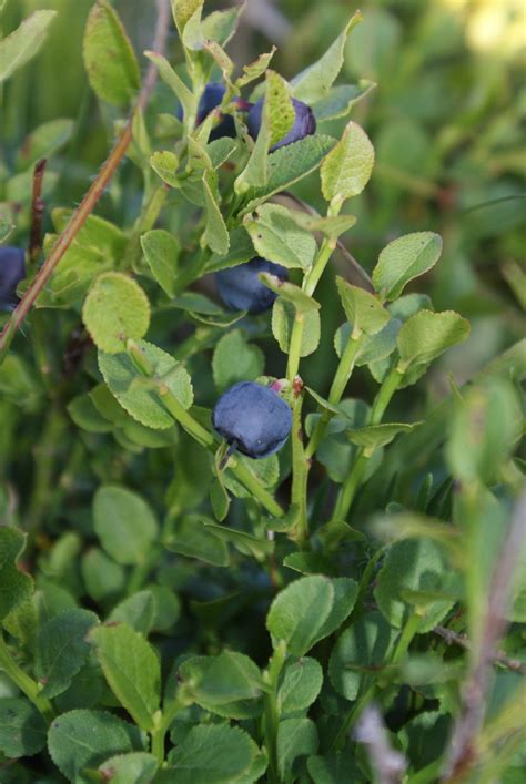 Free Images Nature Fruit Berry Sweet Leaf Isolated Ripe Food