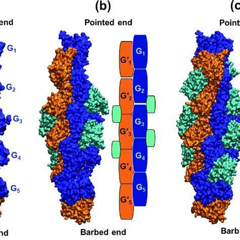 Computationally Generated Bare F Actin And Cofilactin Filament Models