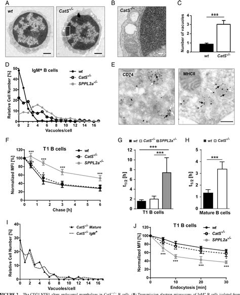 Figure 2 From The Influence Of Mhc Class Ii On B Cell Defects Induced By Invariant Chain Cd74 N