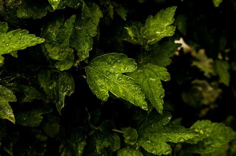 물 방울이 있는 녹색 잎 아침에 나뭇잎에 이슬 잎에 자연 물 비가 떨어집니다 대비 녹색 비오는 날 정원에서 물 방울녹색 무늬 잎을 닫습니다 잎 질감 아침에 대한 스톡 사진