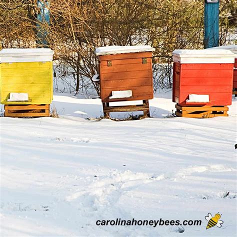 How To Winterize A Beehive For Maximum Survival Carolina Honeybees