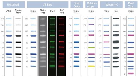 Bio Rad Precision Plus Protein Dual Xtra Standards