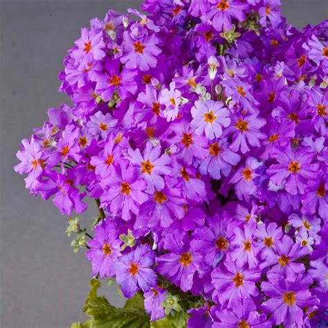 Fairy Primrose Seed Primula Malacoides Lavender Flower Seeds