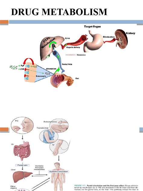 Drug Metabolism Pdf Drug Metabolism Cytochrome P450