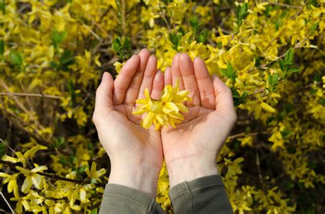 개나리 이미지 찾아보기 1304 스톡 사진 벡터 및 비디오 Adobe Stock