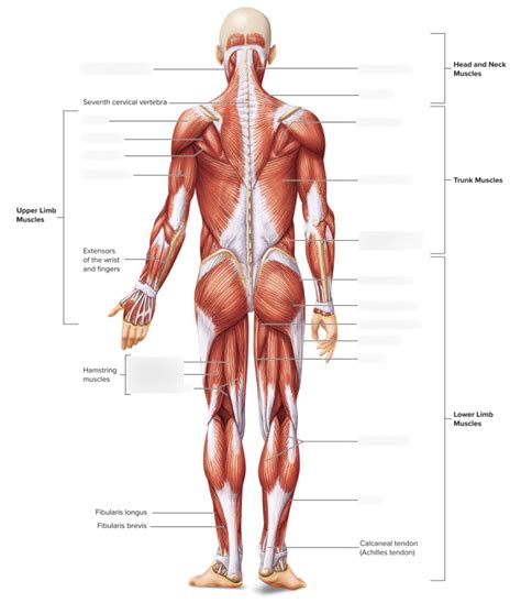 Muscles Full Body Posterior Diagram Quizlet