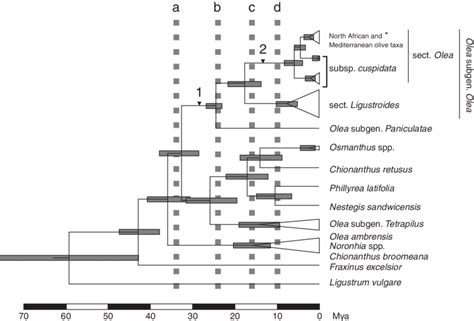 Divergence Time Estimates Based On Both ITS And Plastid DNA Sequences