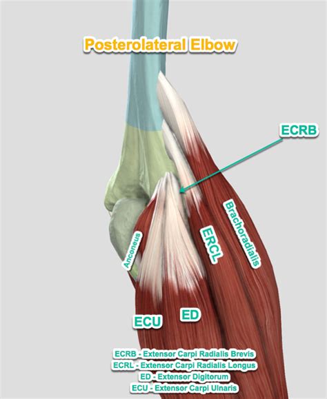 Lateral Elbow Anatomy Abba Humananatomy