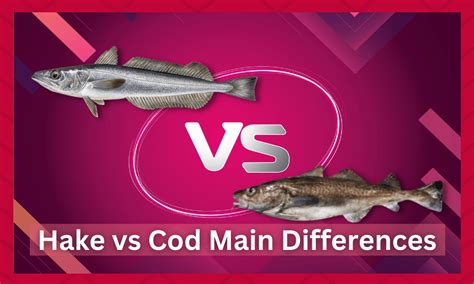 Difference Between Hake And Cod At Nancy Sheridan Blog