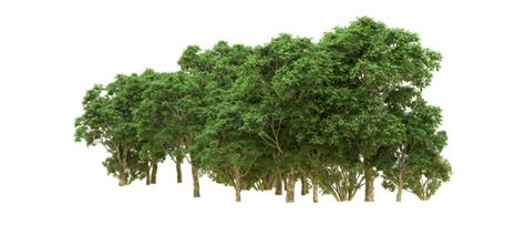Trees Background Pngs For Free Download
