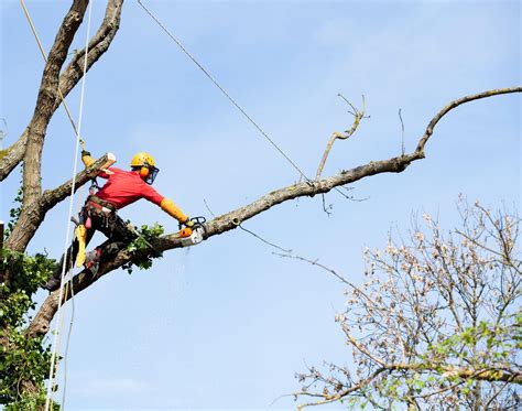 Tree Removal Brisbane