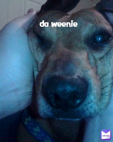 Da Weenie Xamper Boiy Memes