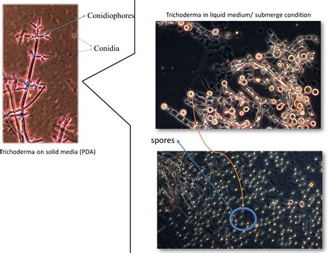 Is There Any Difference In Spore Conidia Morphology Between Solid
