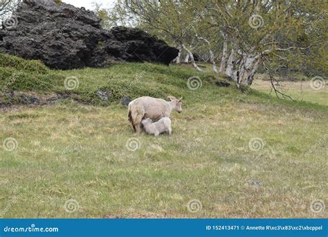 Position Islandaise De Moutons Dans Lherbe Verte En Islande Image