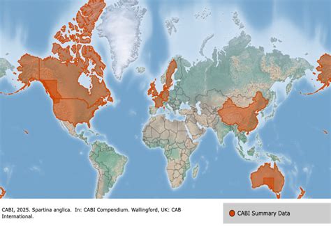 Common Cordgrass Spartina Anglica