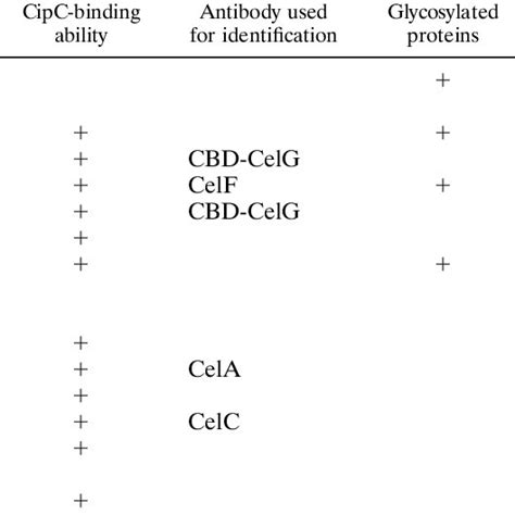 Electrophoretic Characterization Of Components Of The Cellulosome From