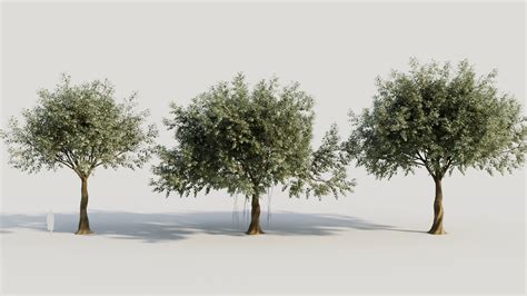 3d Ficus Macrophylla A Model Turbosquid 2178680