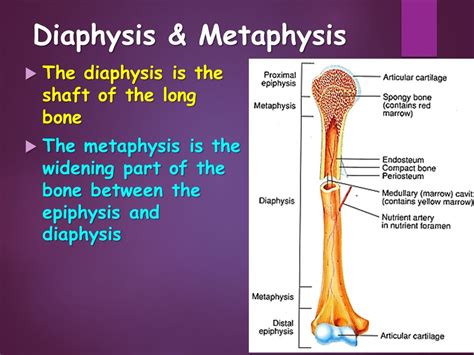 Bone Structure Ppt Video Online Download