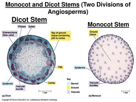 Ppt Plant Cell Structure And Tissue Systems Review Shoot And Root Interdependence Powerpoint