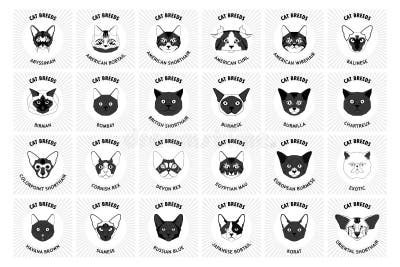 Set Of Cat Breeds Illustration Stock Illustration Illustration Of