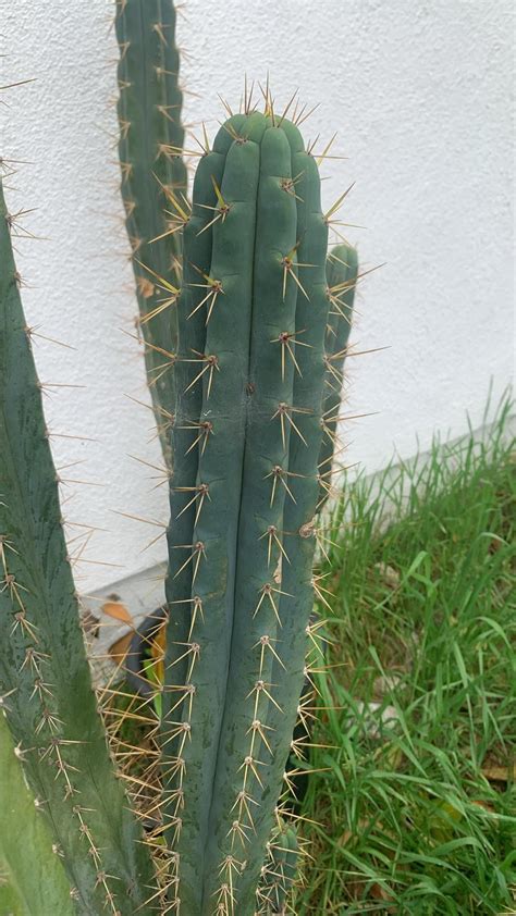 Ss02 X Juuls X Clyde Rsanpedrocactusforsale