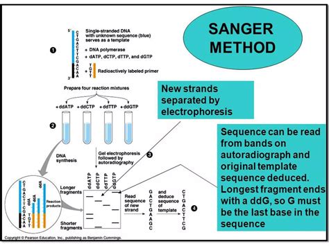 Sequencing Pdf Chemistry Science