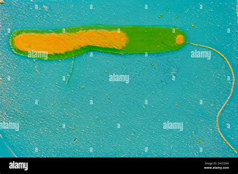 False Colour Transmission Electron Micrograph Of The Bacterium Vibrio