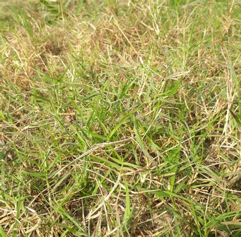 Cynodon Dactylon Commonly Known As Bermuda Grass Stock Image Image